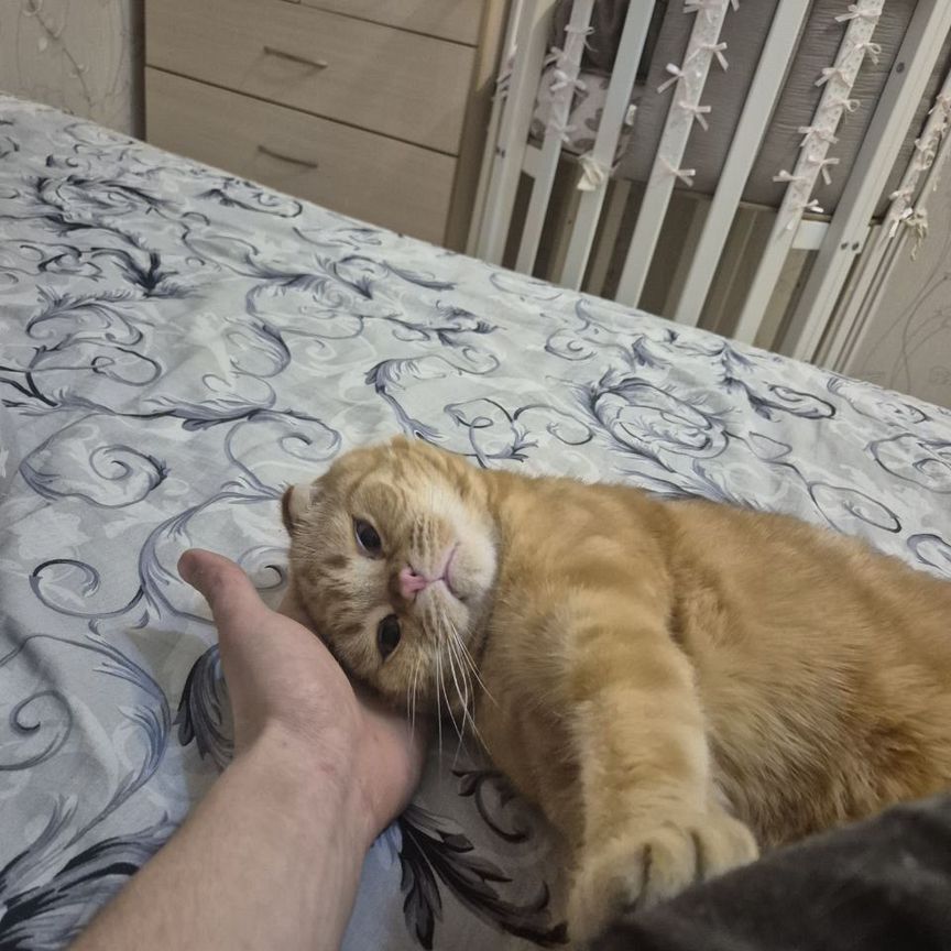 Вислоухий кот