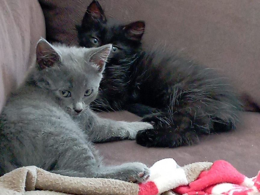 Котята в добрые руки