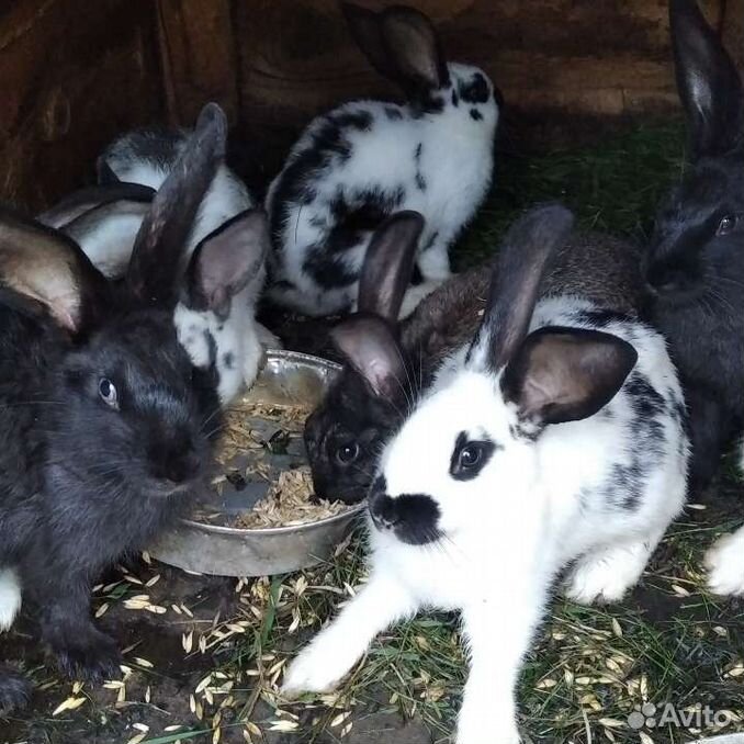 Продам кроликов