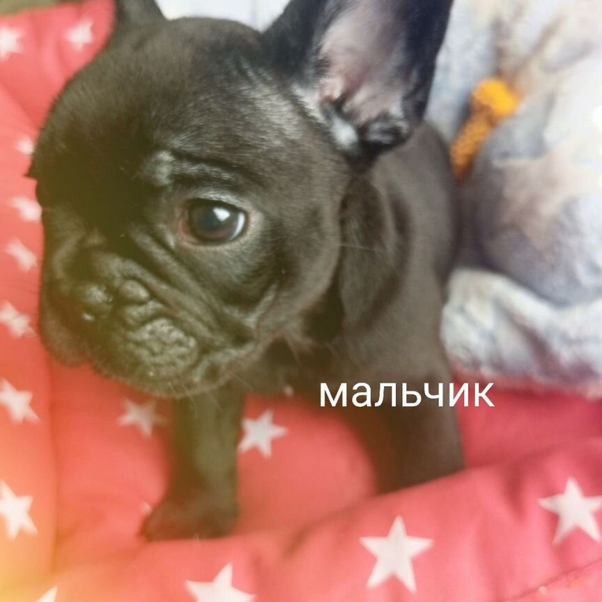 Французский бульдог