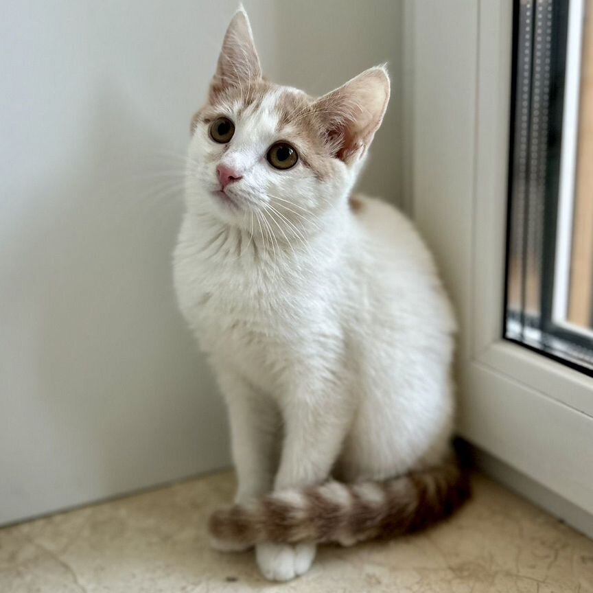 Котята