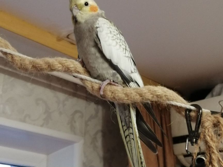 Попугай корелла мальчик