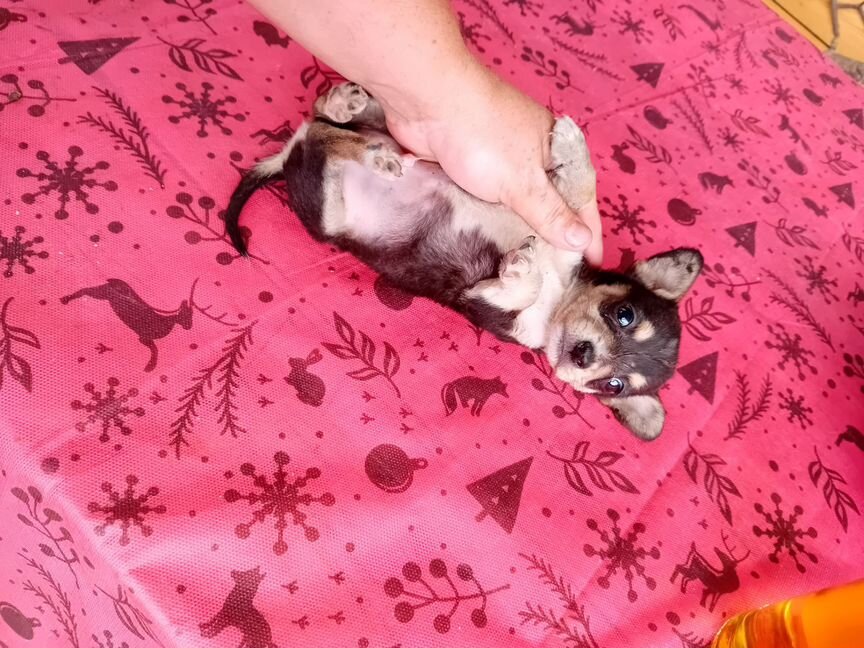 Той терьер мини