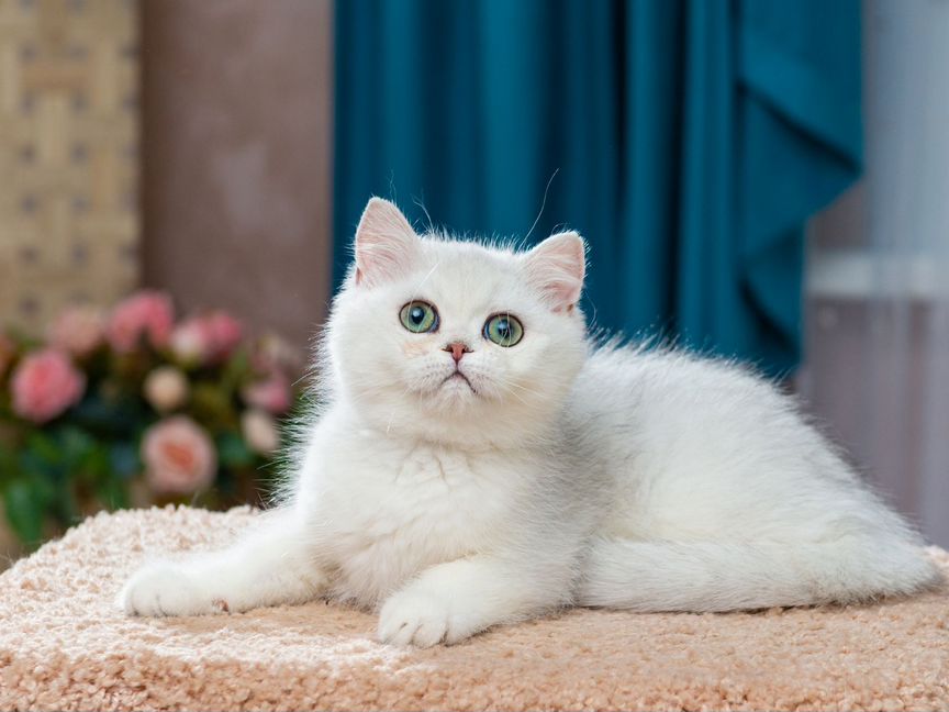 Британская серебристая шиншилла