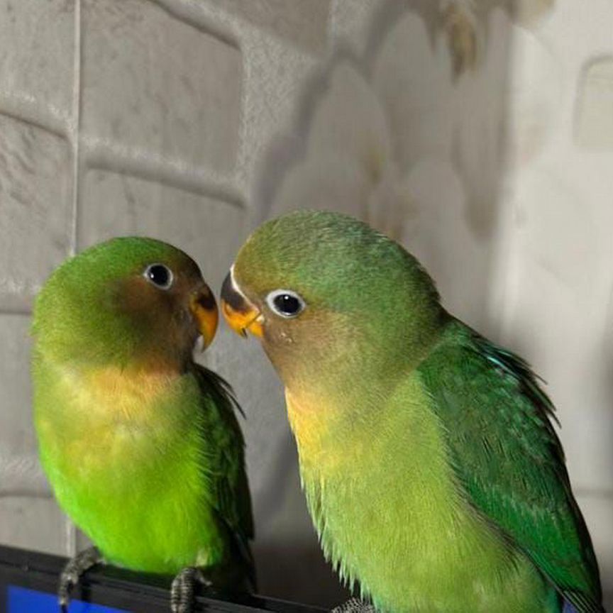 Попугай неразлучник(птенцы)