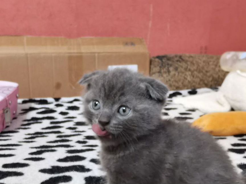 Британские котята