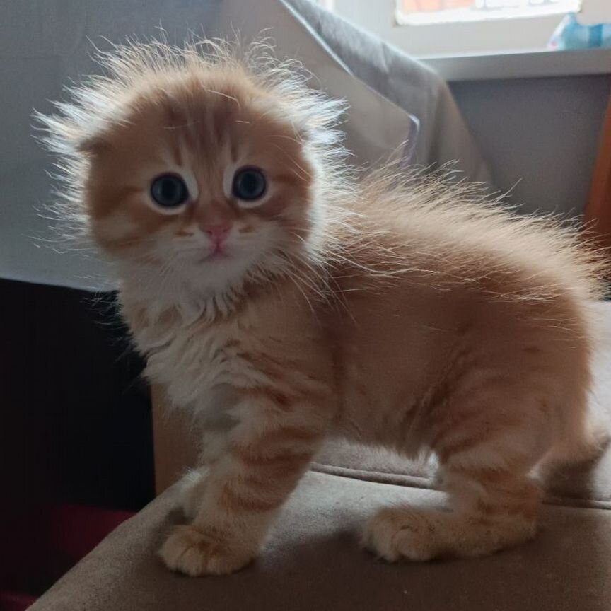 Шотландские вислоухи котик