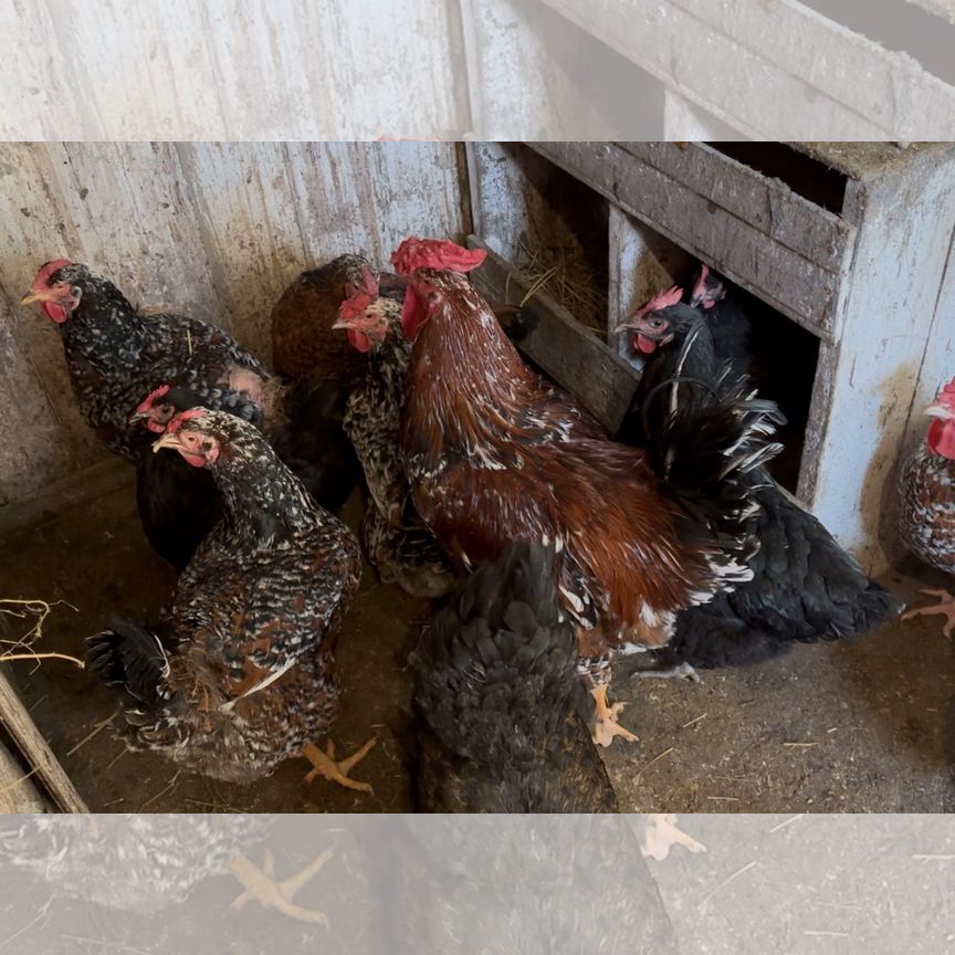 Ия ливенской ситцевой