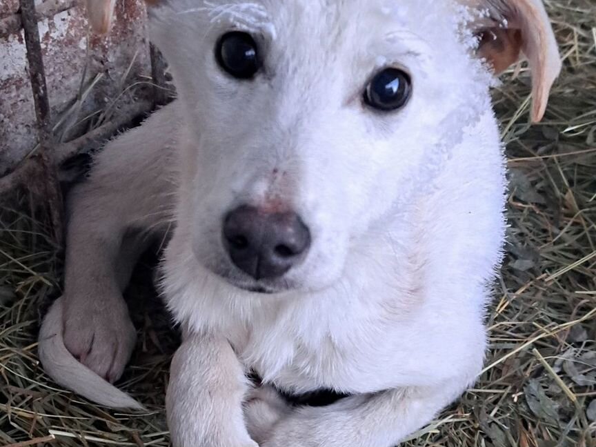 Щенок Снежок в хорошую семью бесплатно