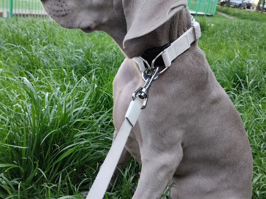 Щенки веймаранера