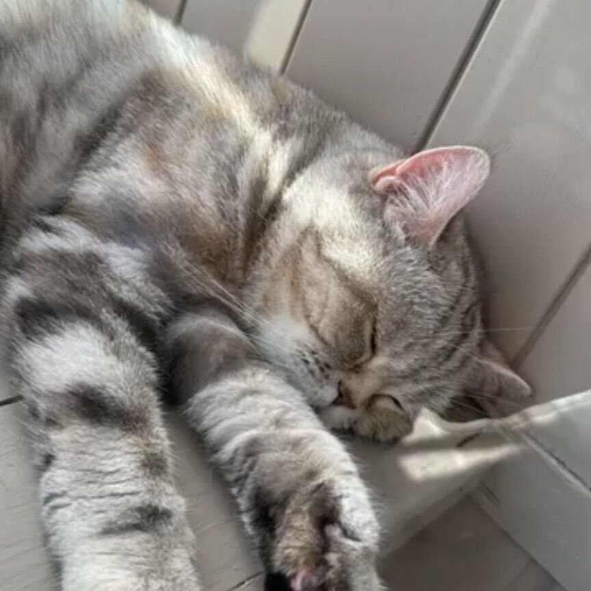 Отдам кошку в добрые руки