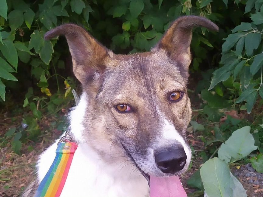 Собака Мальвина