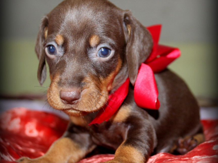 Щенки Таксы, мини и стандарт (есть доставка)