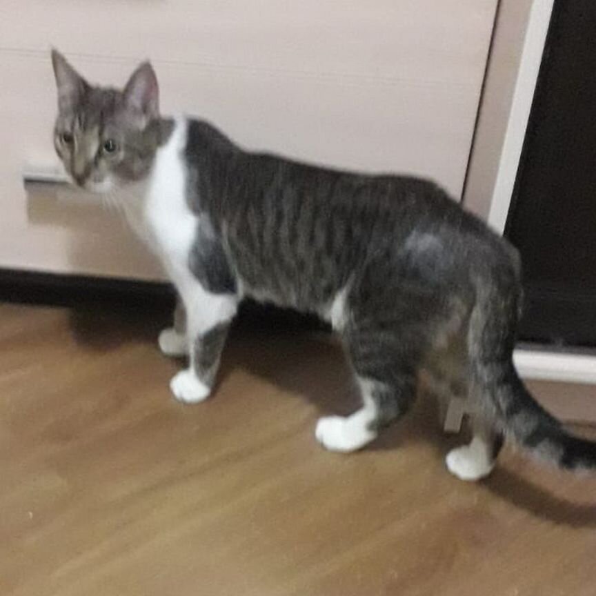 Взрослая, кошка в добрые руки