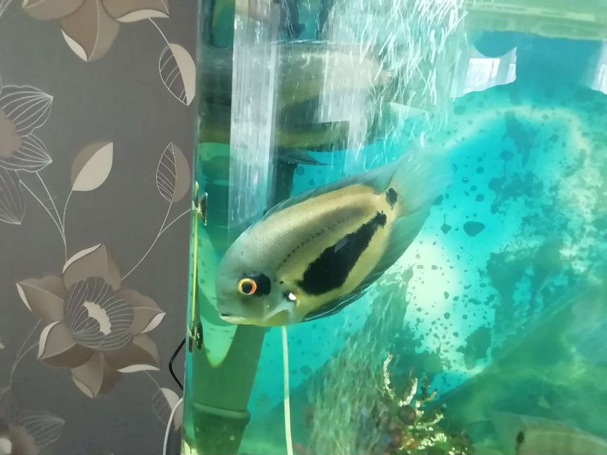 Большая уару полтора года 1труб