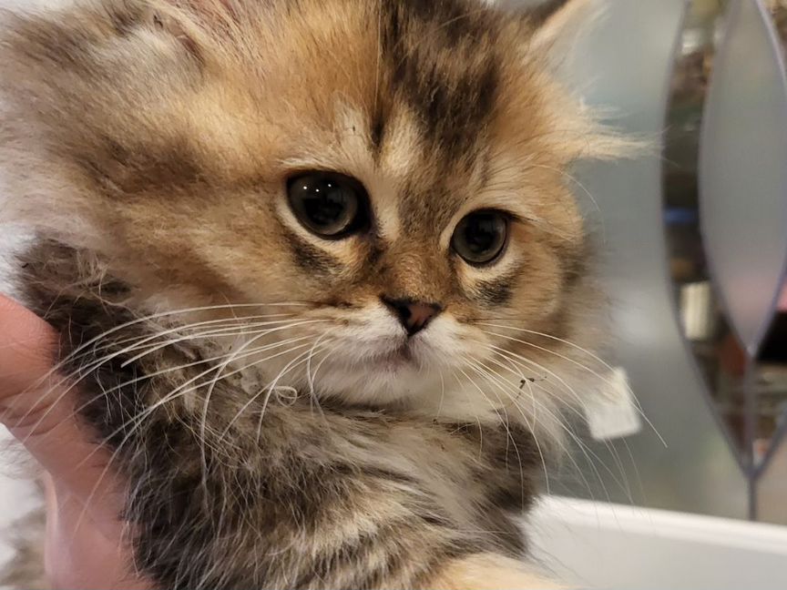 Шотландские котята Хайленд Страйт мальчики