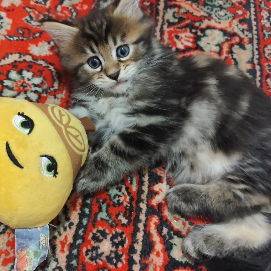 Котята Мейнкунята