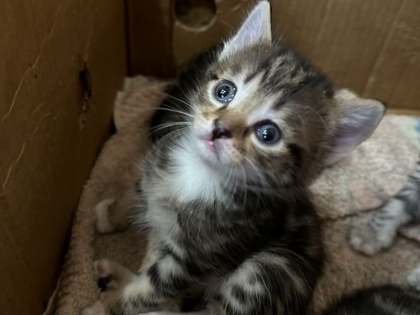 Котята в добрые руки