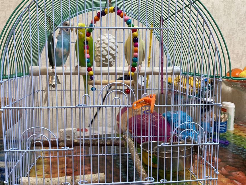 Домашние животные попугай