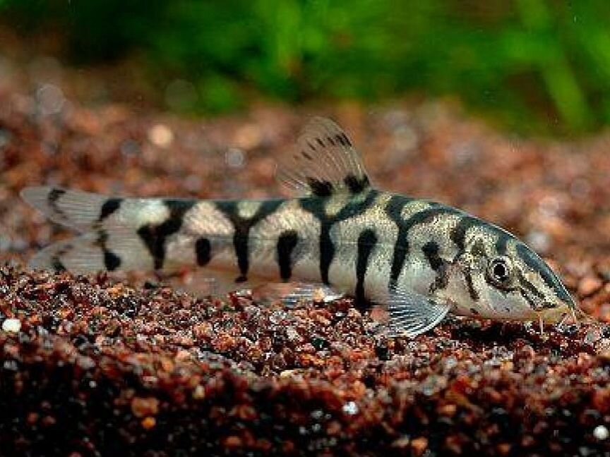 Боция Мраморная Разводная (Botia lohachata / Boti