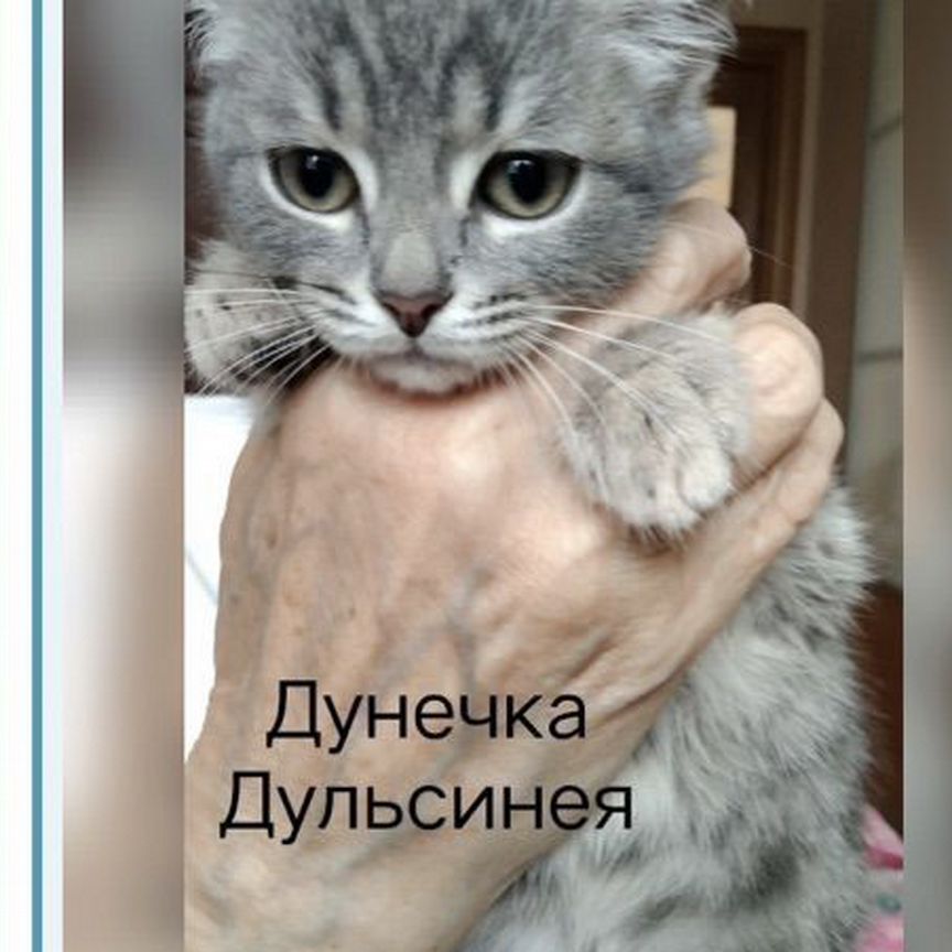 Маленькие котятки ищую дом