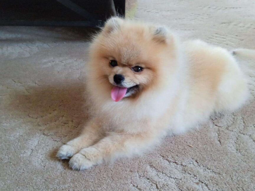 Померанский шпиц