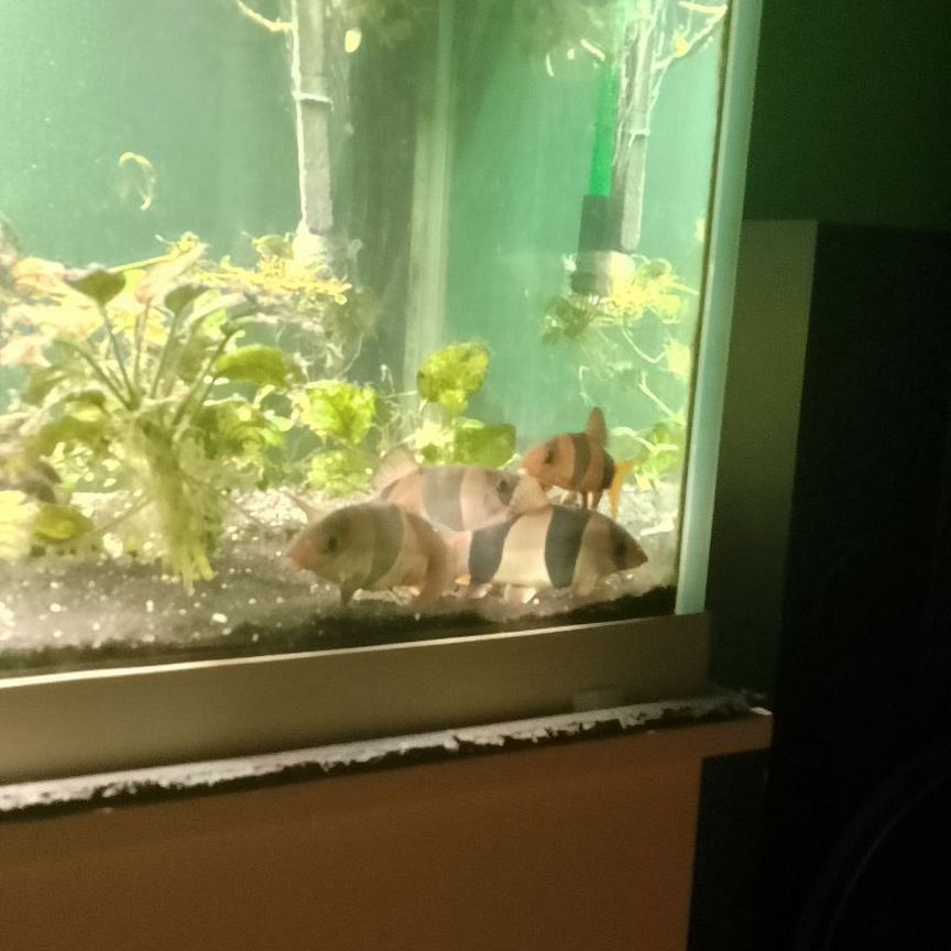 Боции клоун