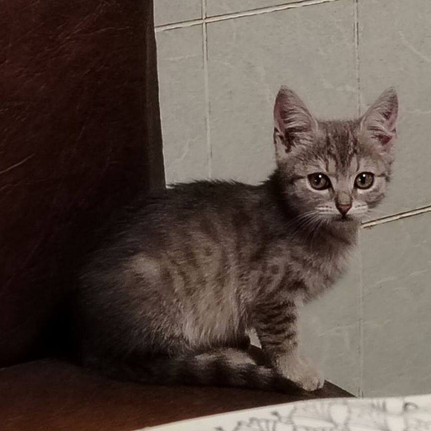 Кошка 3 месяца