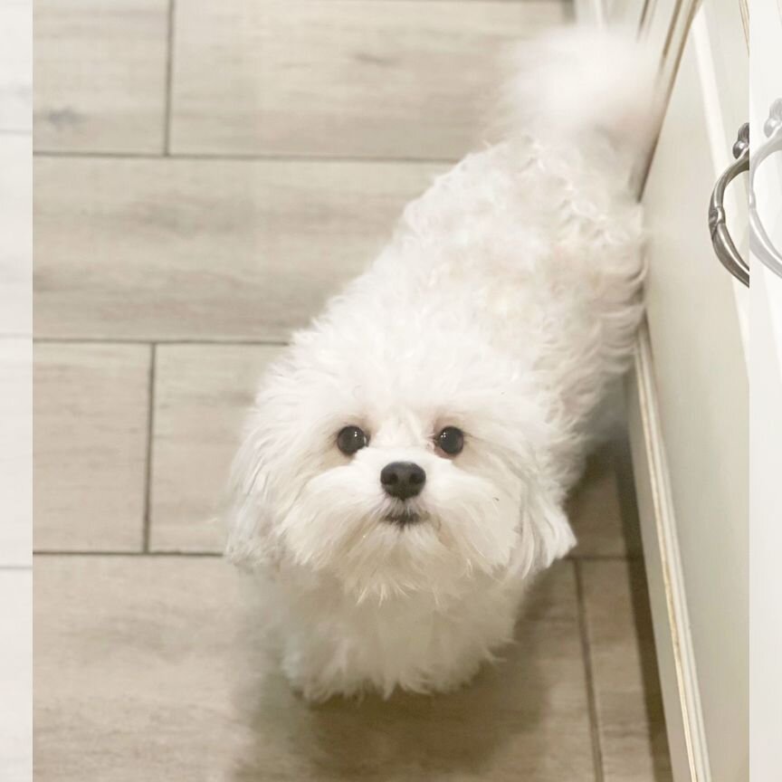 Мальтипу, щенок