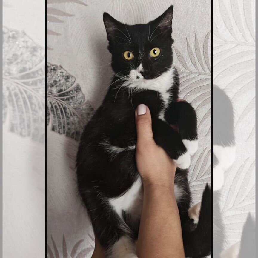 Котёнок в добрые руки