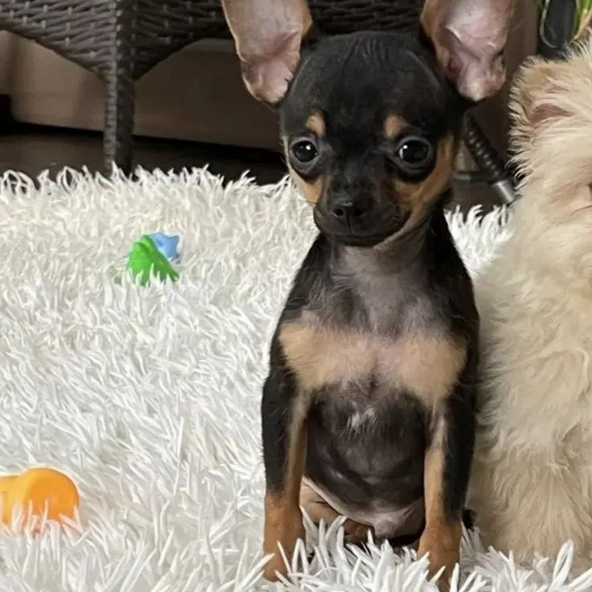 Русский той-терьер, щенок