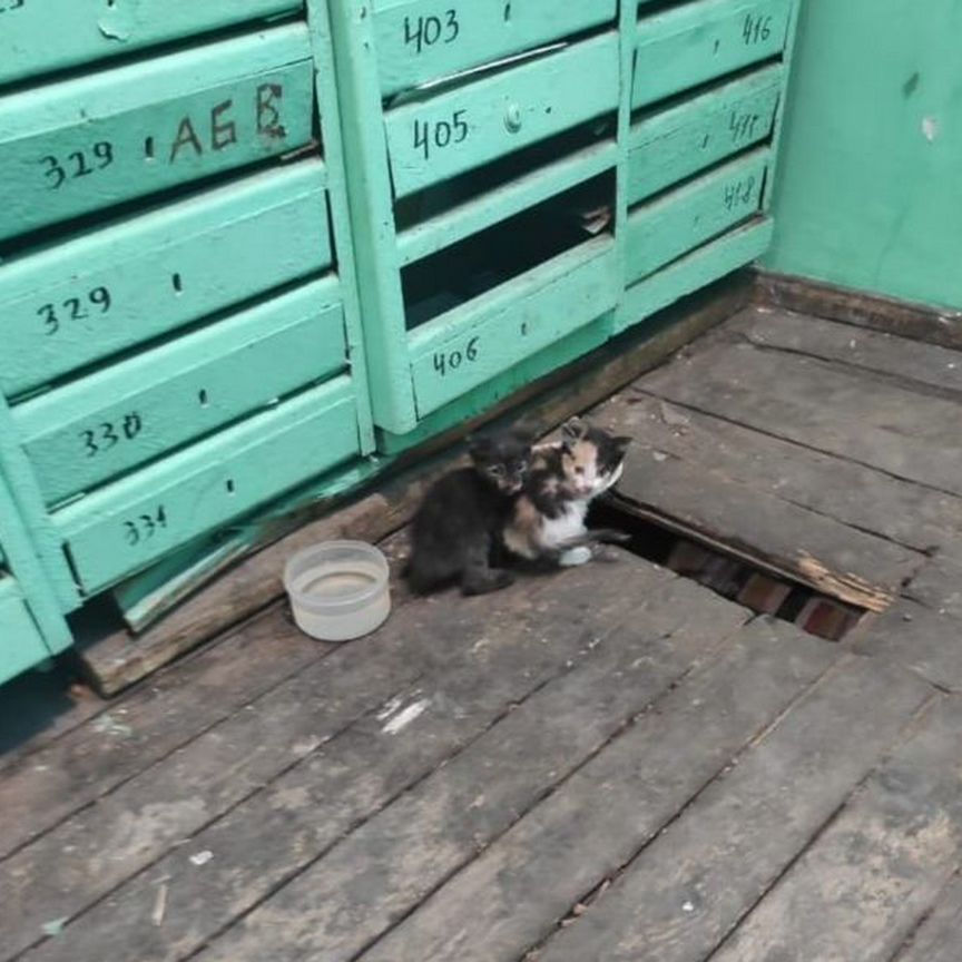 Котята