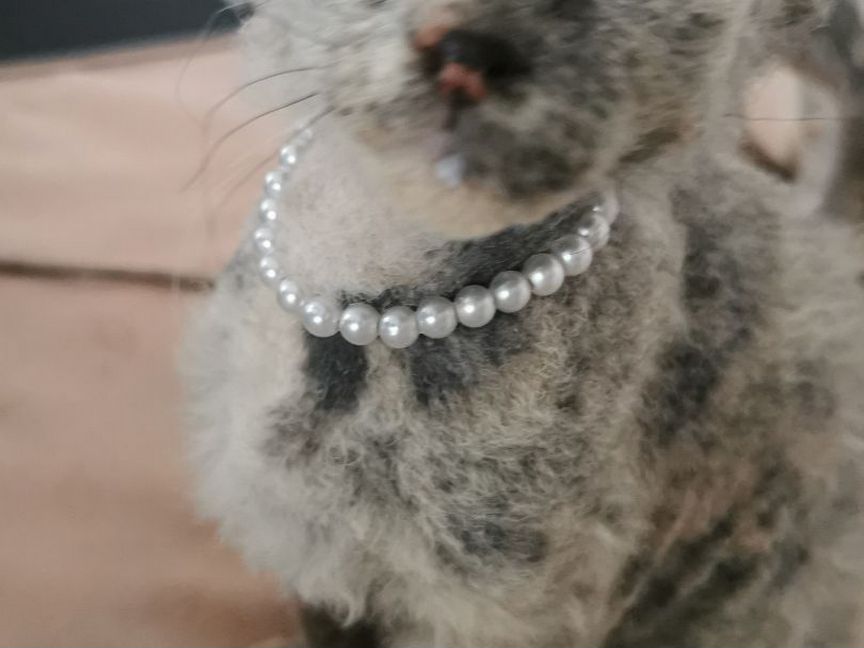 Кошка сфинкс