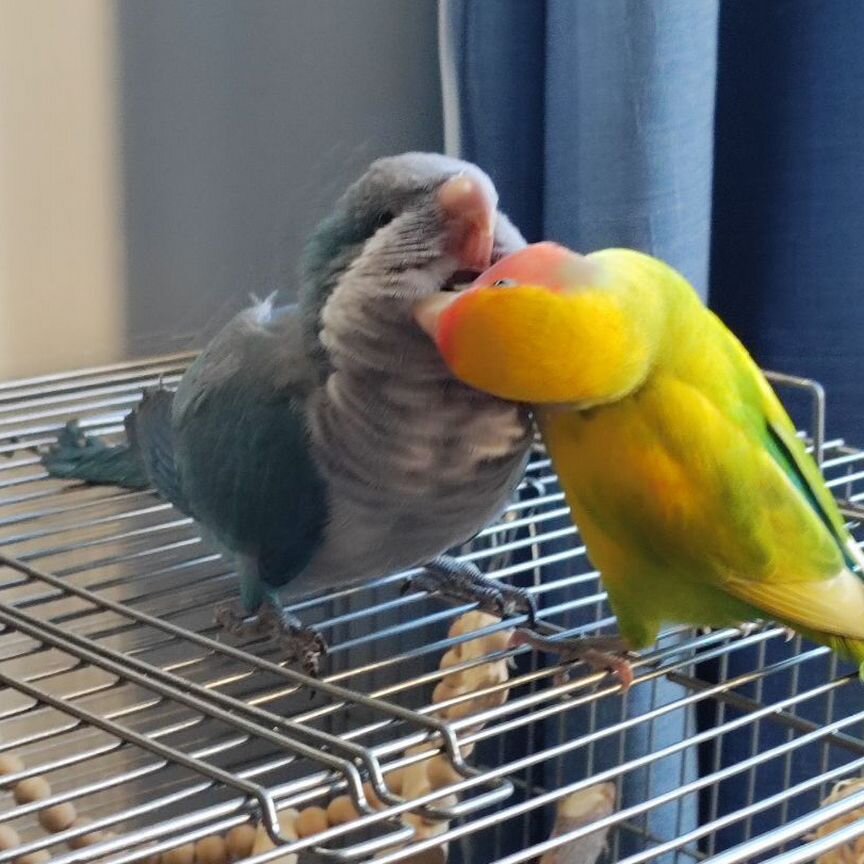 Попугай монах синий