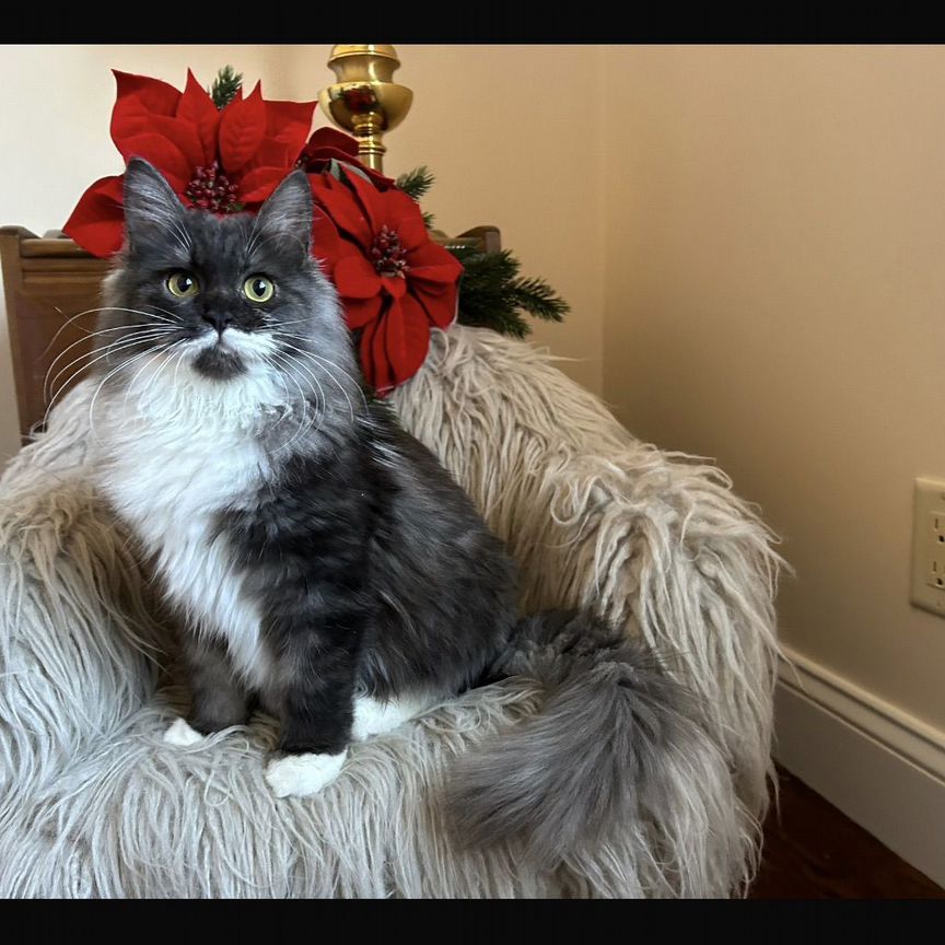 Сибирская девочка с документами 3 мес