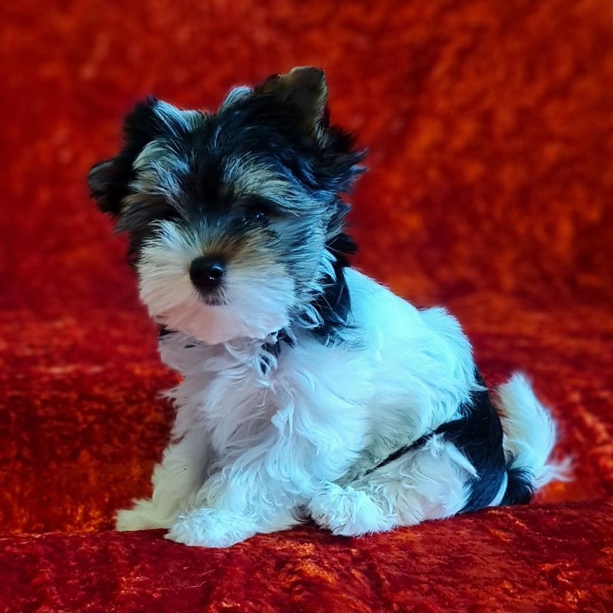 Щенки бивера счастье в дом свободны 2 мальчика