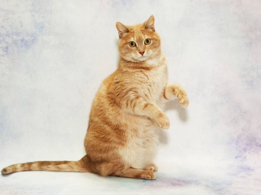 Котик в добрые руки