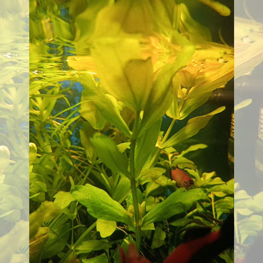 Аквариумные растения