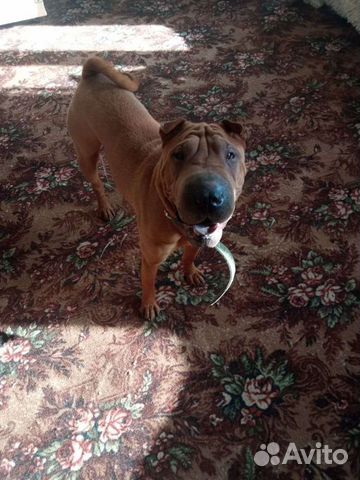 Шарпей (вязка)