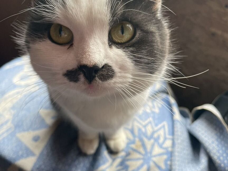 Кошка мышеловка в добрые руки