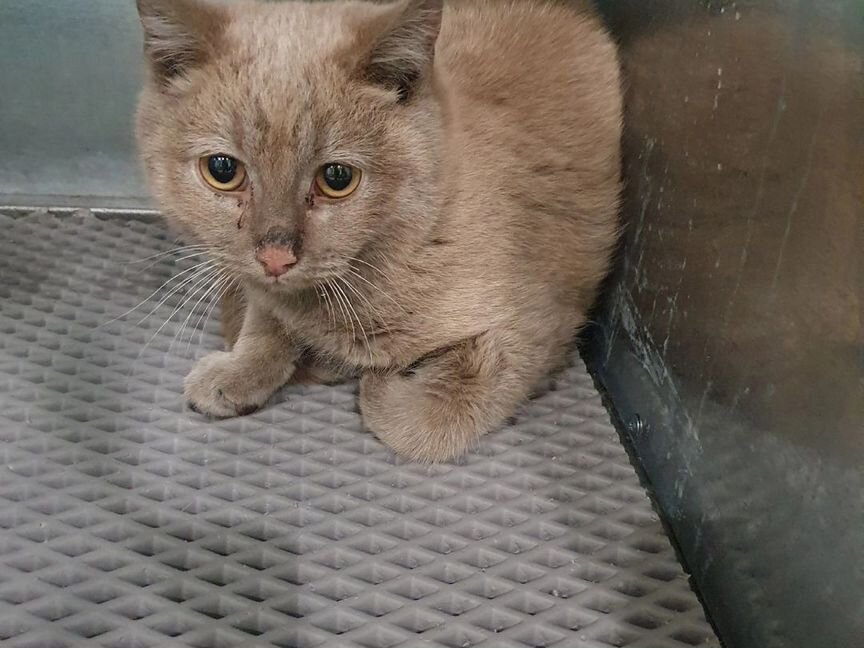 Котик в Добрые руки