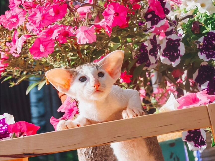 Ориентальная красавица