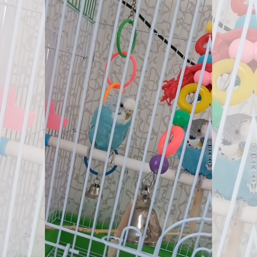 Попугаи 1г девочка мальчик с клеткой