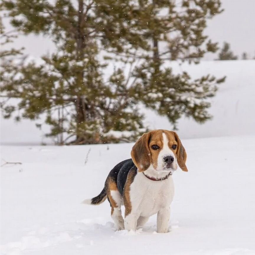 Бигль, щенок