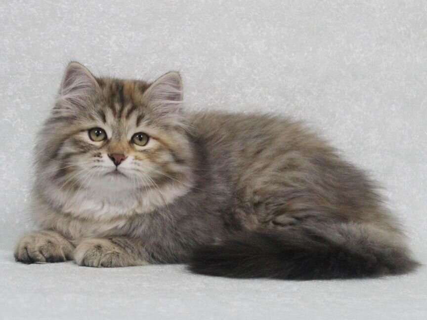 Малышка Радость