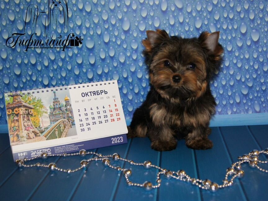 Породные йорки 2 мальчика мини и стандарт