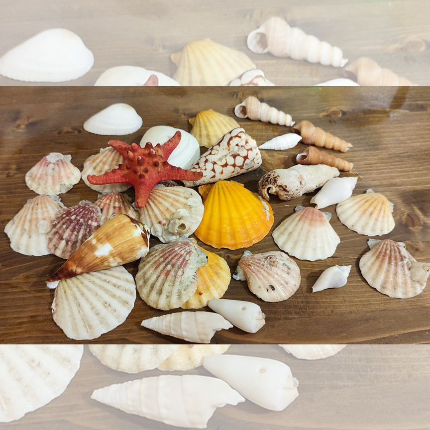 Ракушки с Филиппин для аквариума или сувенир