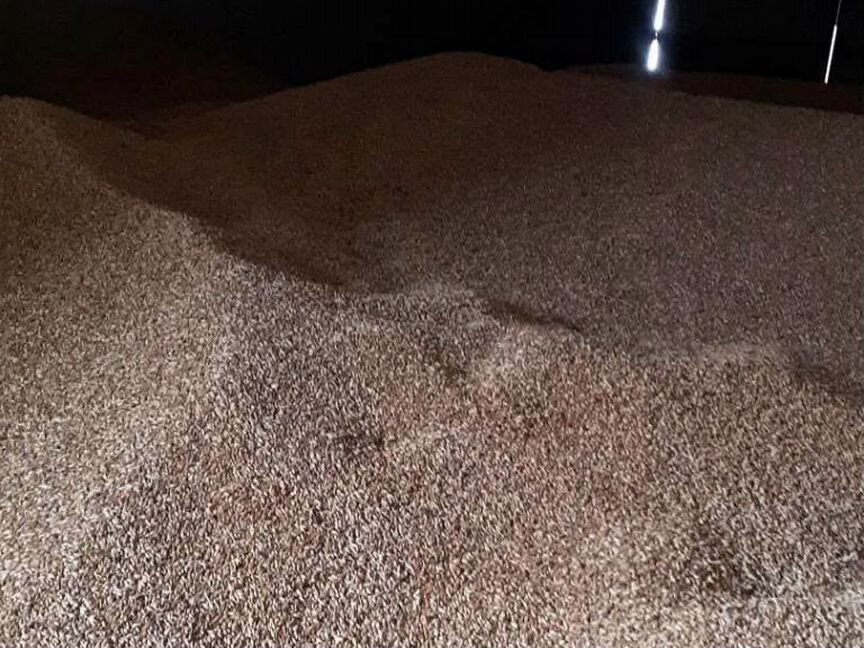 Кормовая кукуруза, Семечко на корм