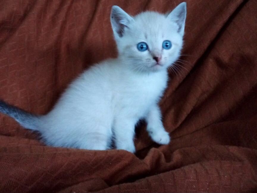 Продажа котёнок
