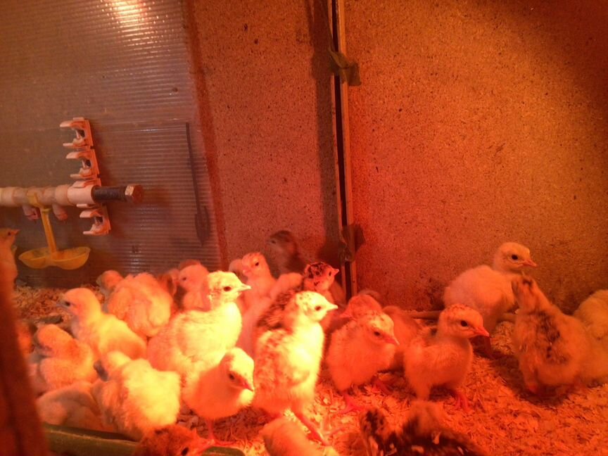 Индюшата не бролерные вылупились 29 04